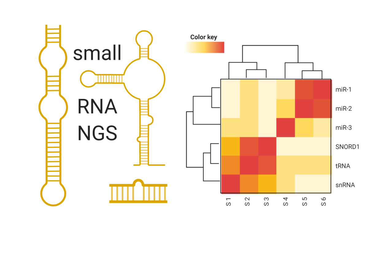 Small RNA Sequencing for Biomarker Discovery | TAmiRNA
